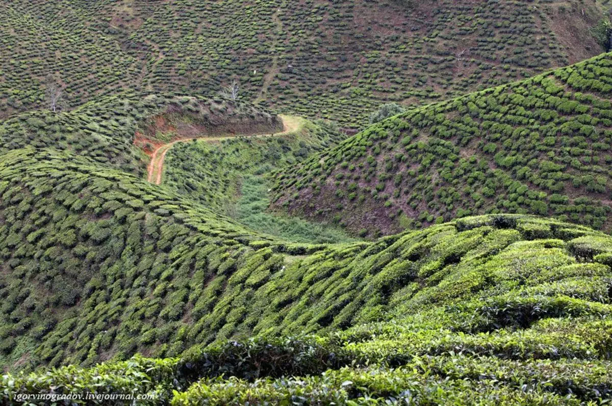 Gunung Cameron Perladangan Teh 3349_16