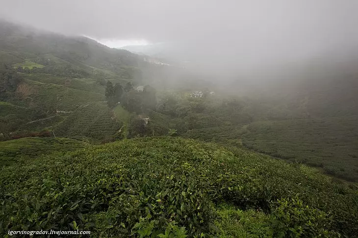 Gunung Cameron Perladangan Teh 3349_2