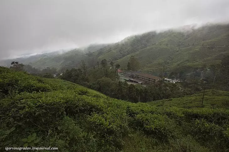 Gunung Cameron Perladangan Teh 3349_3