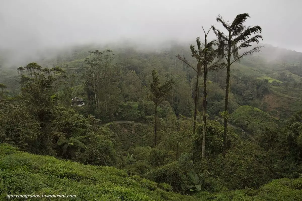 Gunung Cameron Perladangan Teh 3349_4