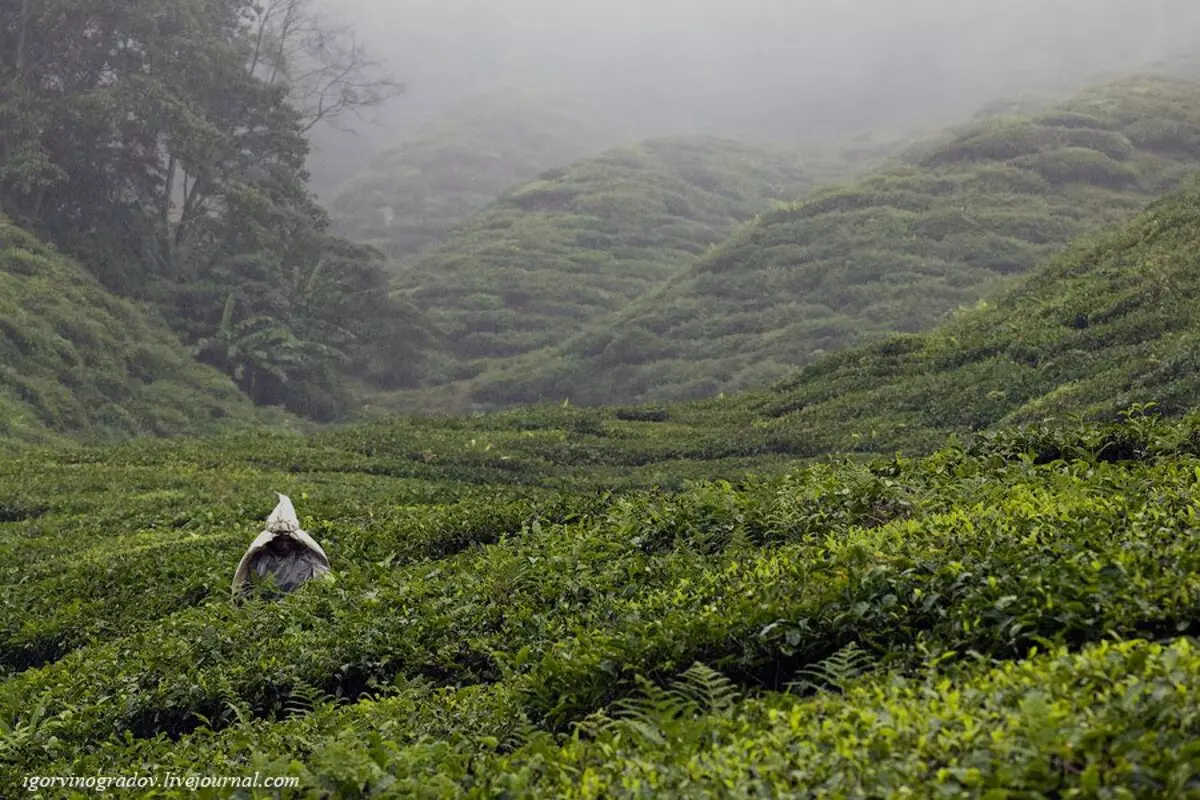 Gunung Cameron Perladangan Teh 3349_5