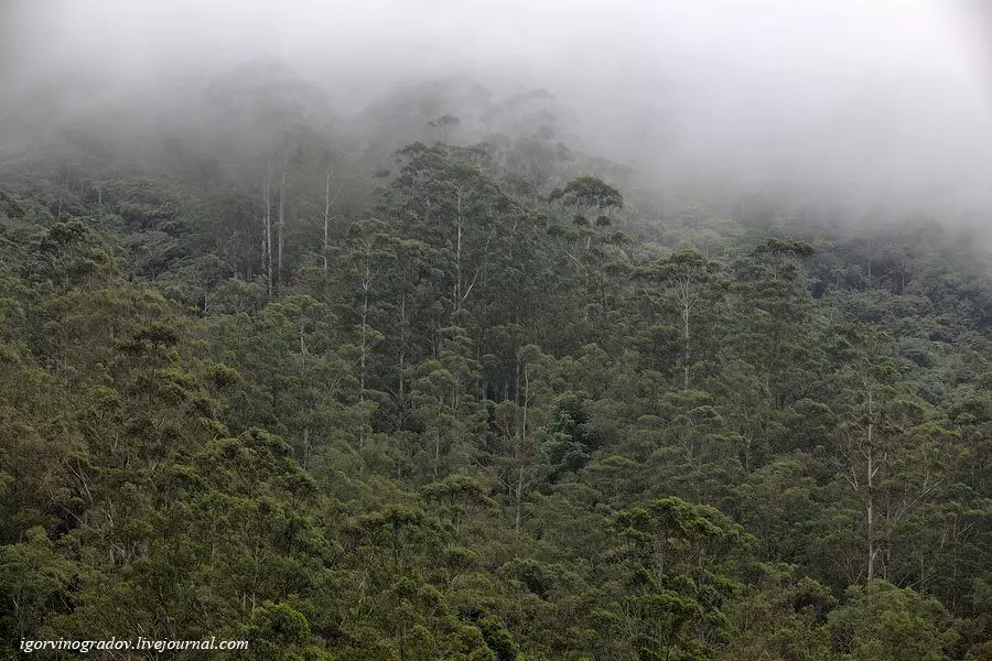 Gunung Cameron Perladangan Teh 3349_6