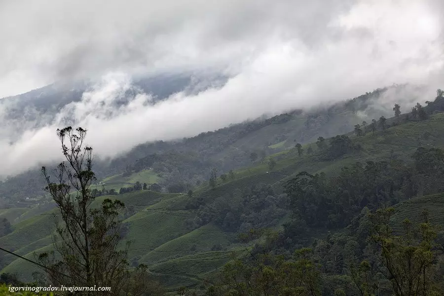 Gunung Cameron Perladangan Teh 3349_7