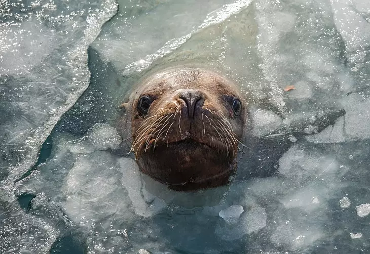 Hostující Eashadic Seals Kamčatka
