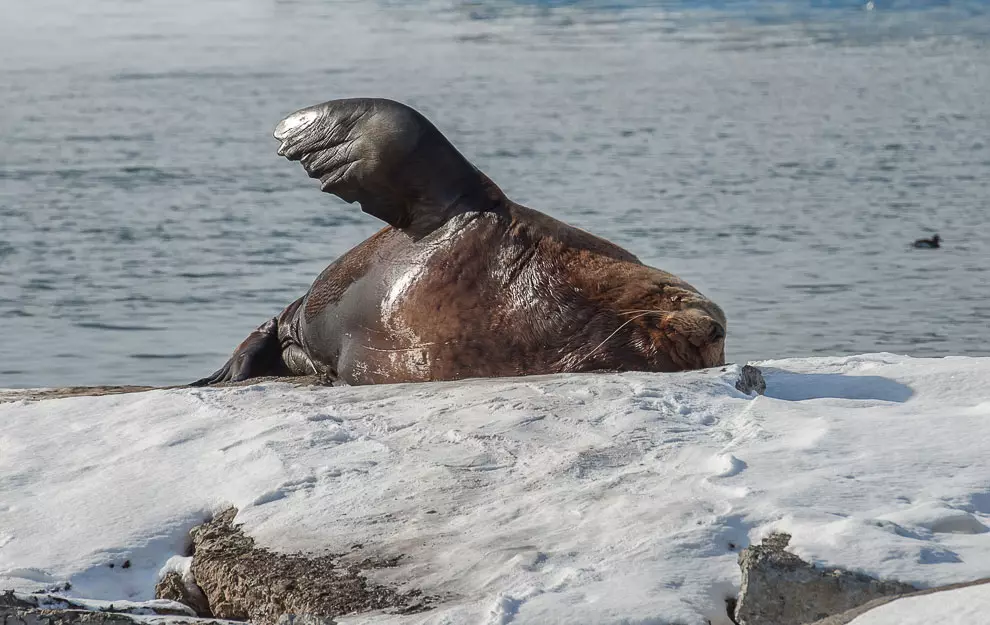 Kuyendera Zisindikizo za Kamchatka 3362_10