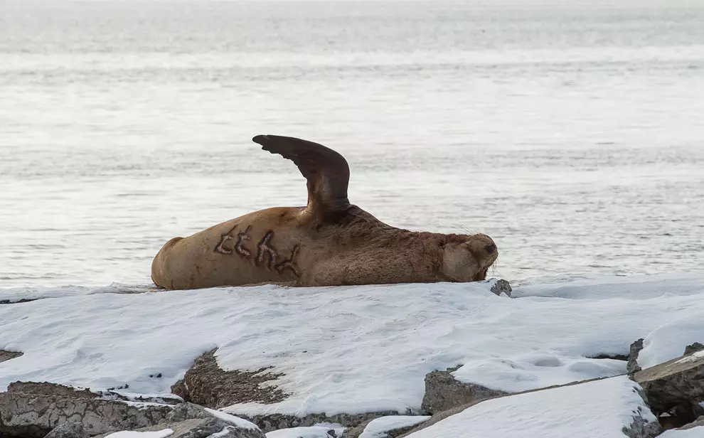 Ho etela Bashadic Seals Kamchatka 3362_11