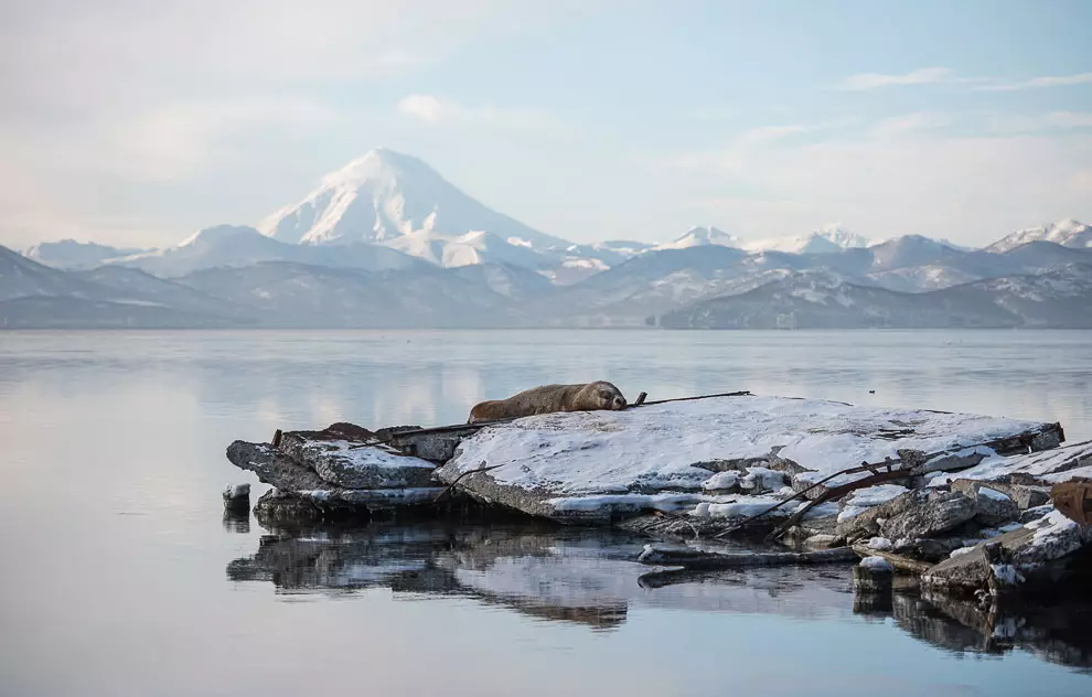 Ukuvakashela ama-Eashadic Seals Kamchatka 3362_14