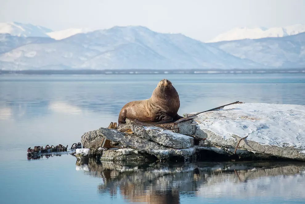 Kuyendera Zisindikizo za Kamchatka 3362_15