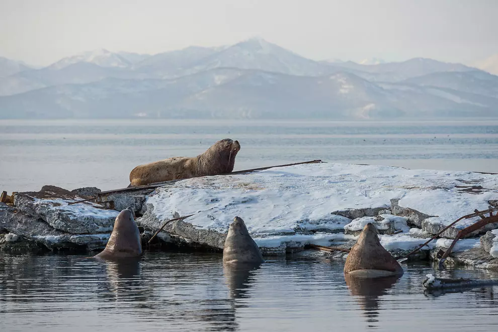 Kamchatka zigilu eassadikoak bisitatzen 3362_17