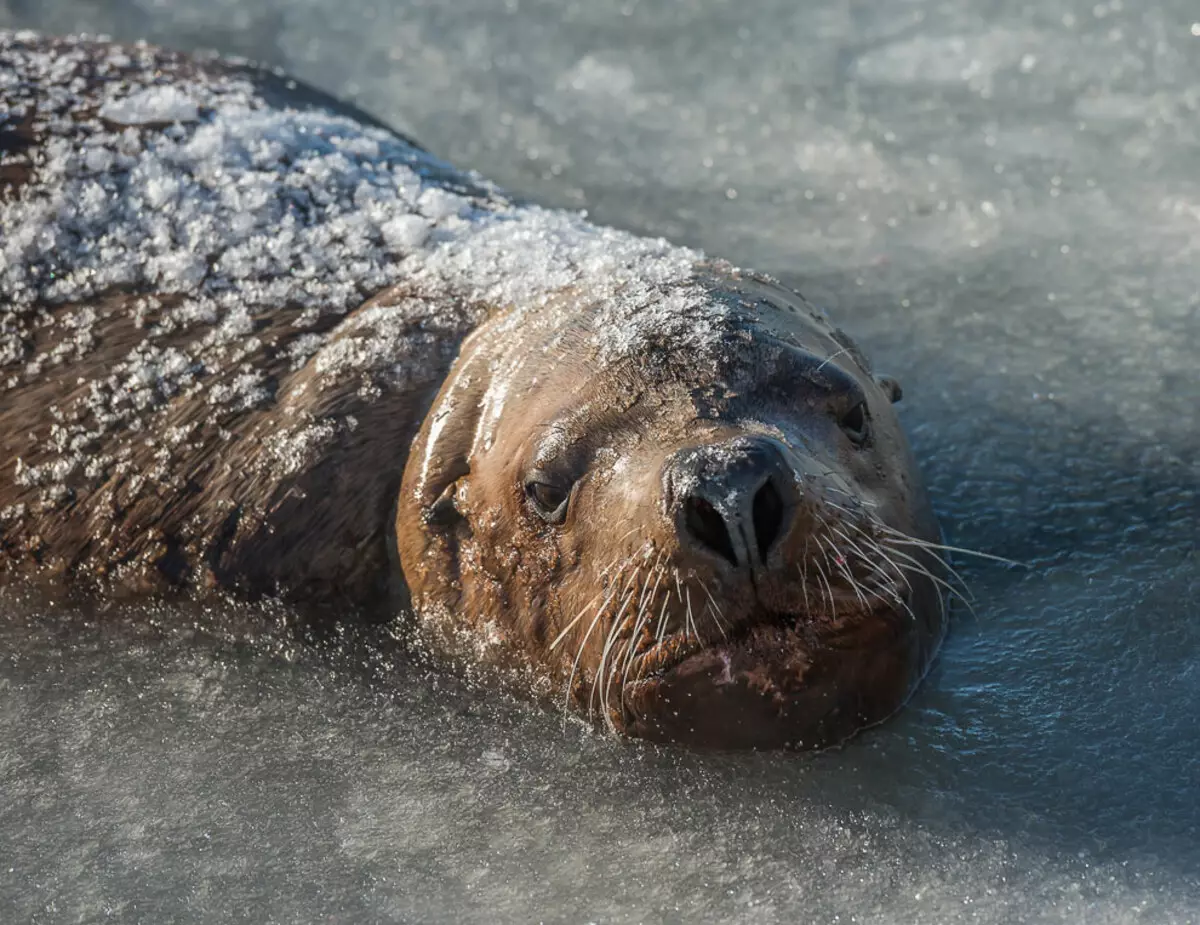 Kuyendera Zisindikizo za Kamchatka 3362_18