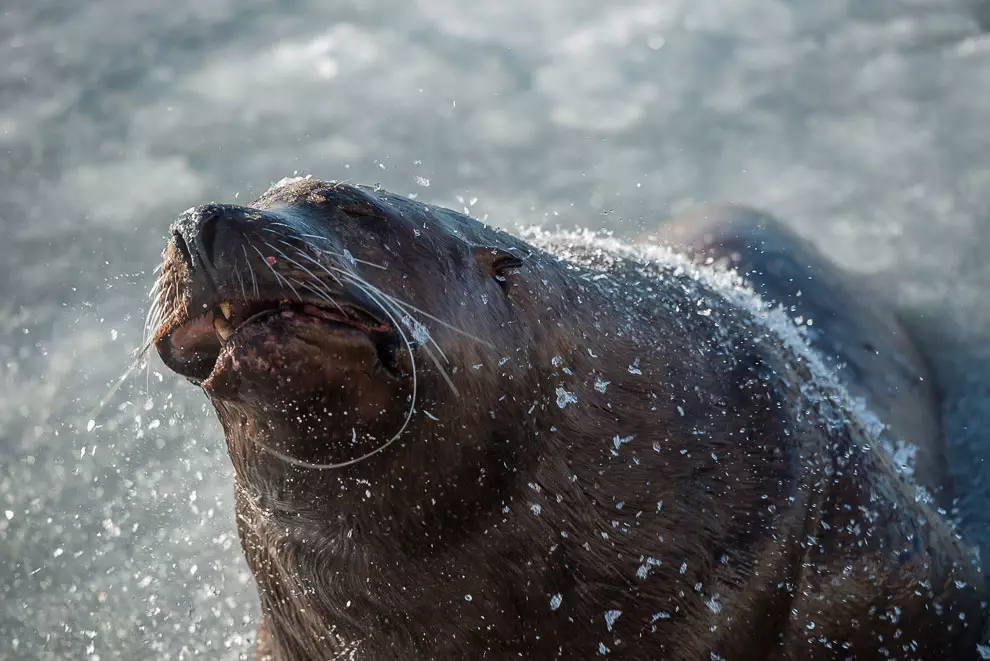 Kamchatka zigilu eassadikoak bisitatzen 3362_19