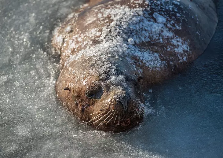 Kuyendera Zisindikizo za Kamchatka 3362_2