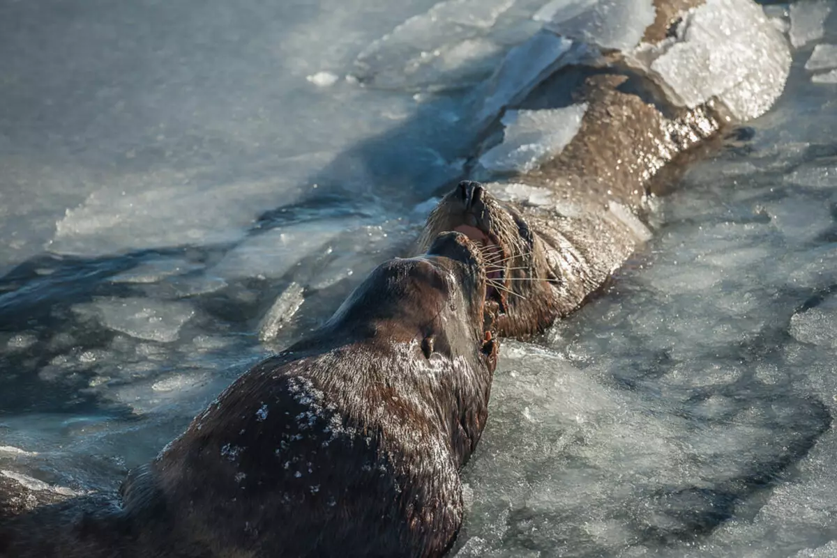 Kuyendera Zisindikizo za Kamchatka 3362_20