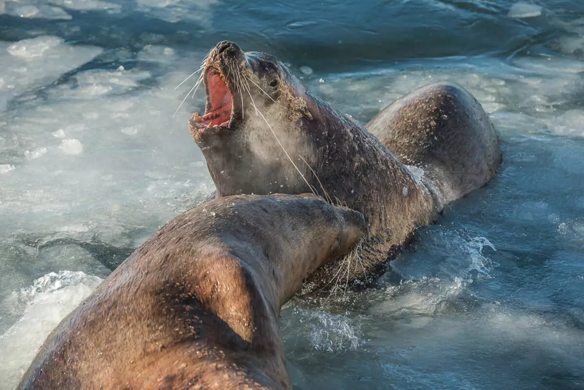 Bashadic Seals Kamchatka