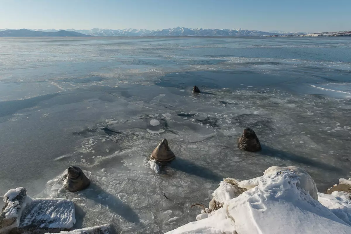 EASHADIC zigiluak Kamchatka