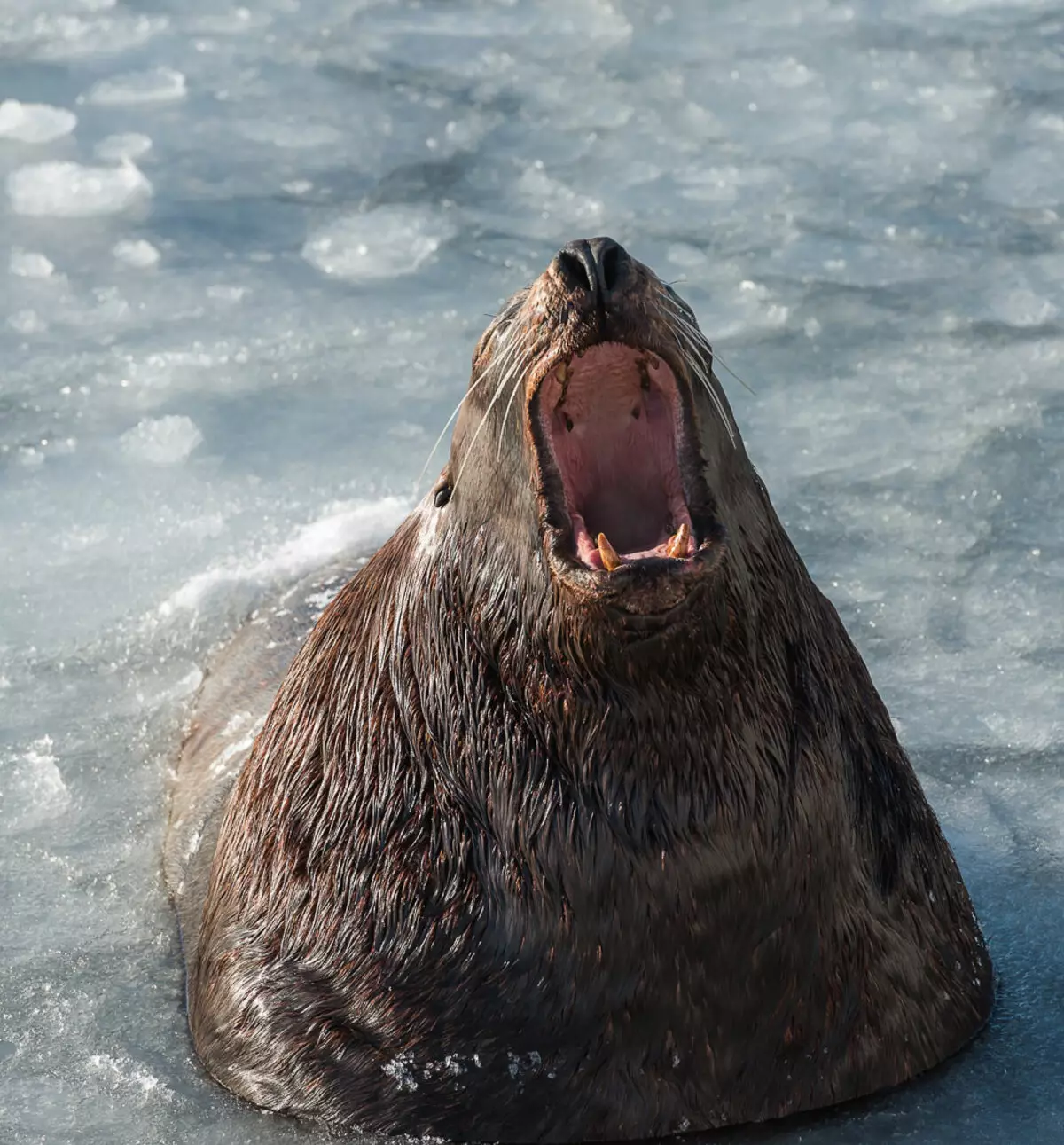 Zisindikizo za Kamchatka