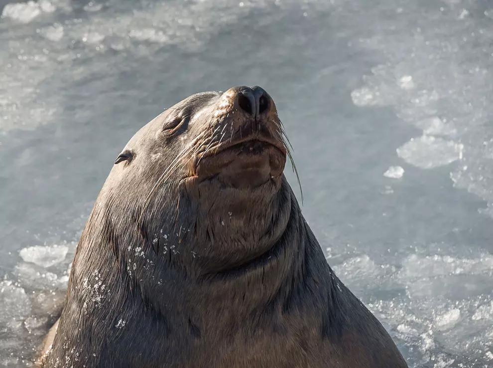 EASHADIC zigiluak Kamchatka