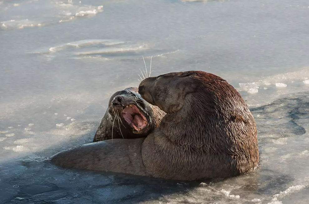 EASHADIC zigiluak Kamchatka