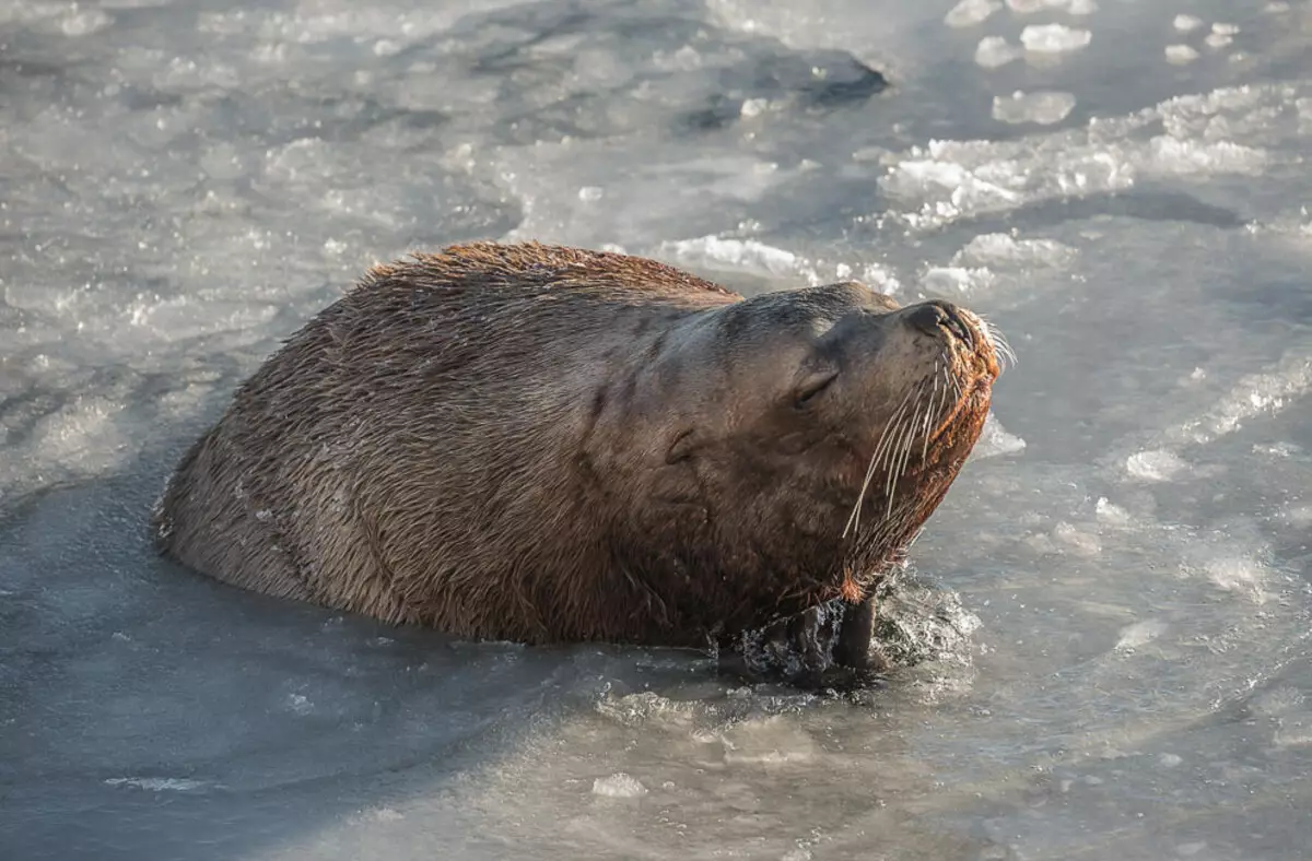 I-Eashadic Seals Kamchatka