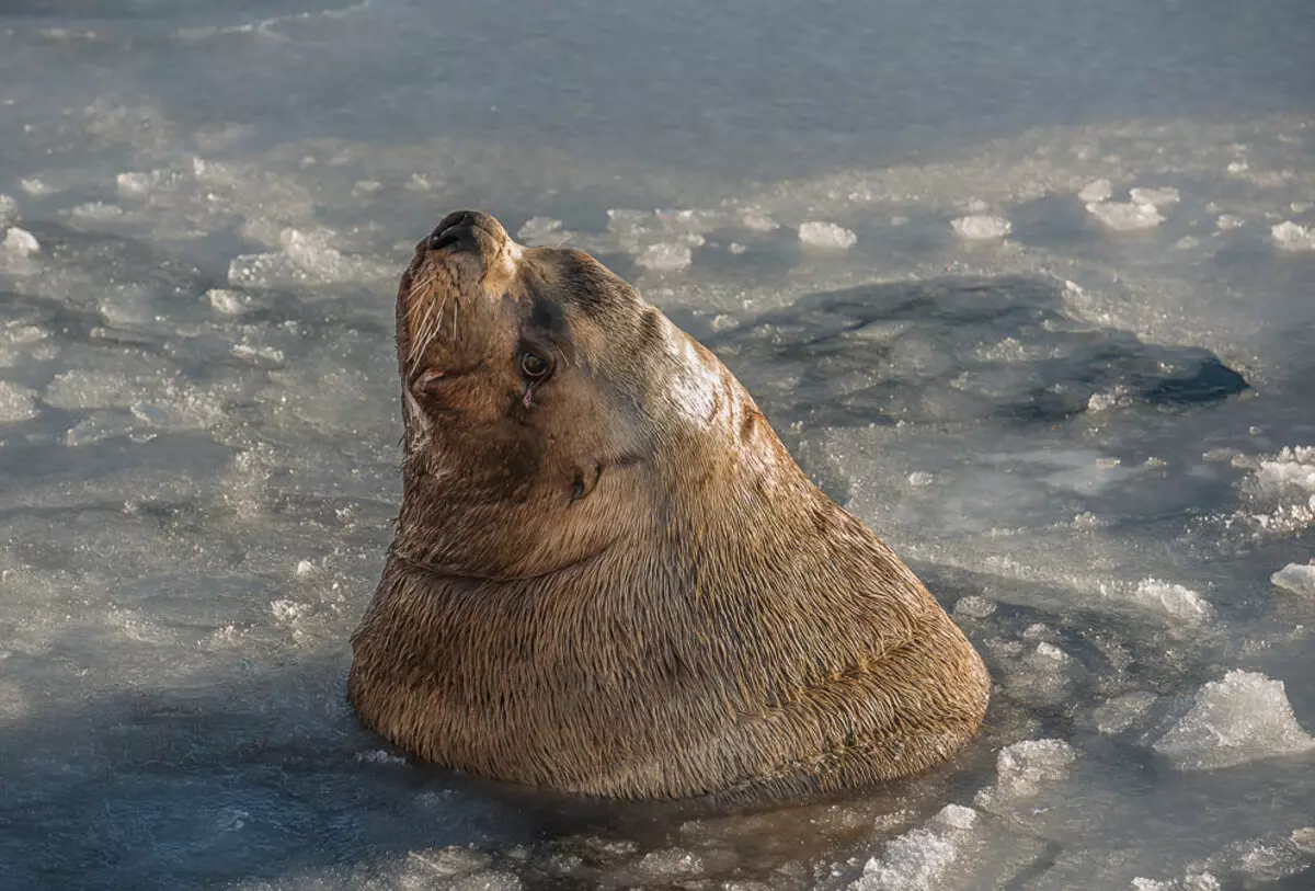 Eashadic Seals Kamčatka.