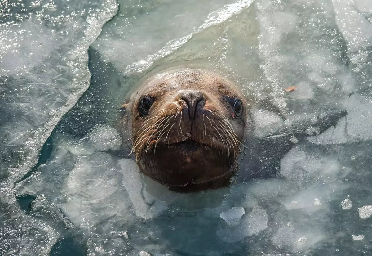 Bashadic Seals Kamchatka