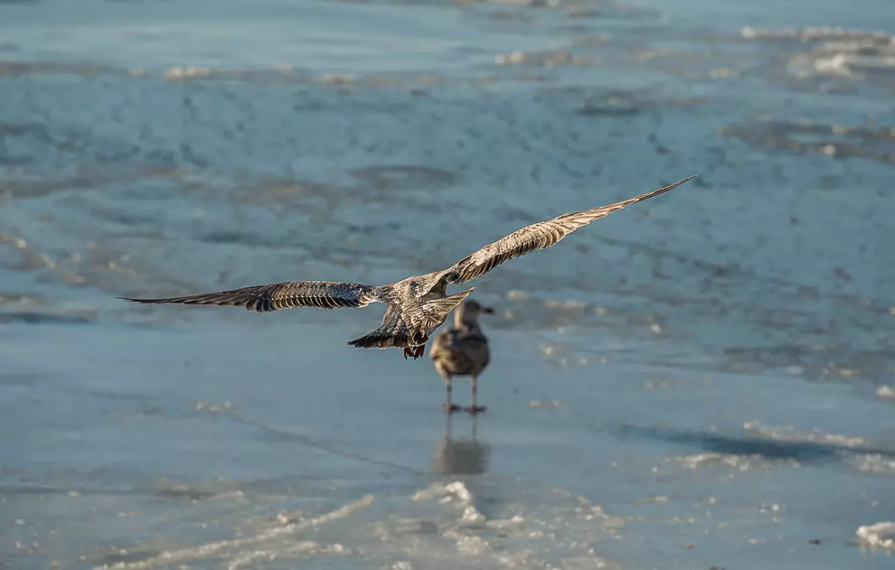 EASHADIC zigiluak Kamchatka