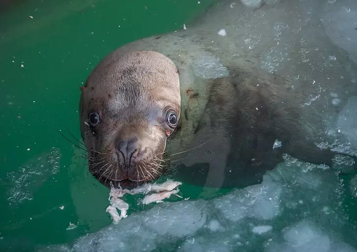 Kuyendera Zisindikizo za Kamchatka 3362_3