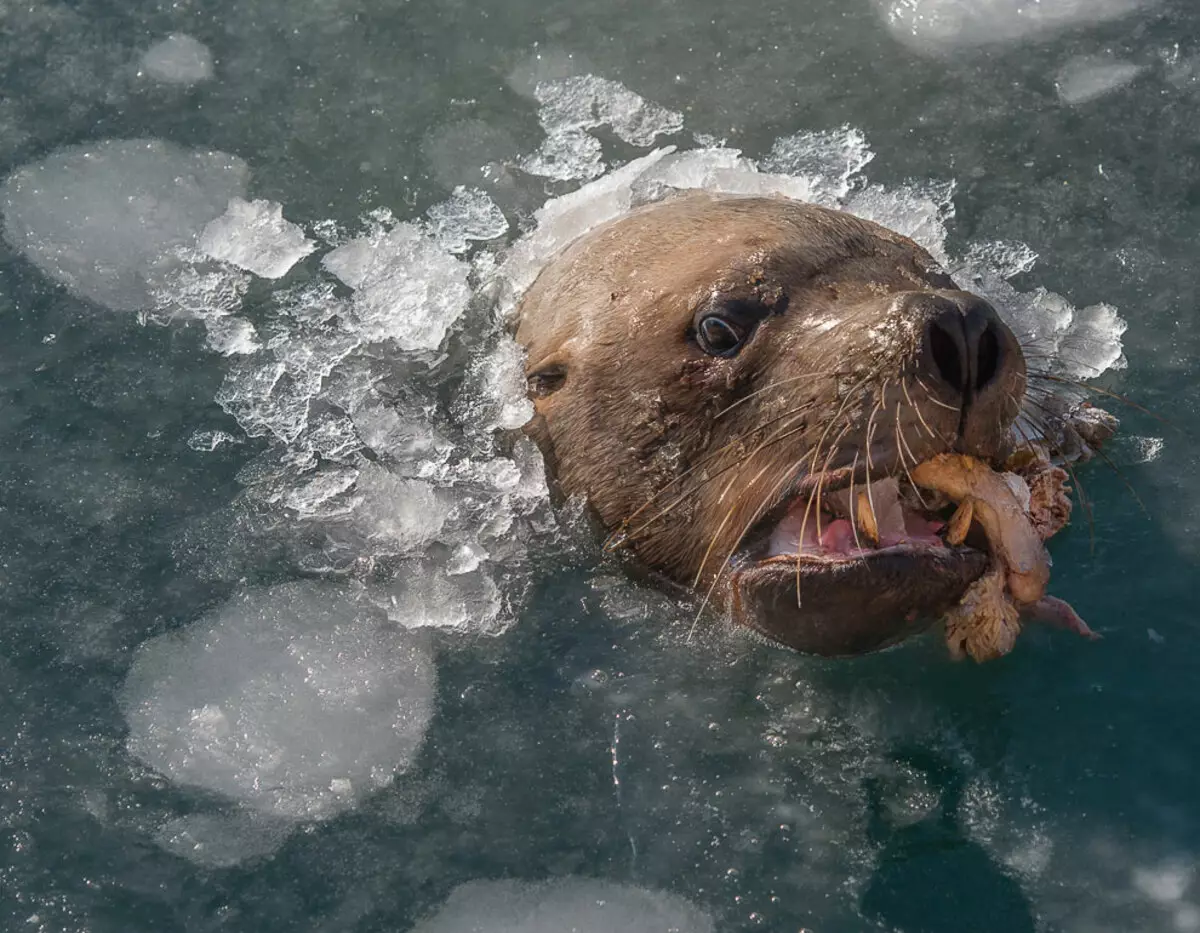 Asiasi i le Eatherora Censals Kamchatka 3362_4