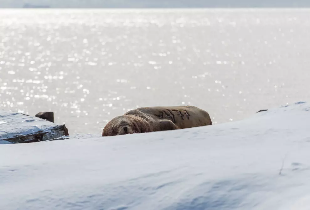 Asiasi i le Eatherora Censals Kamchatka 3362_7