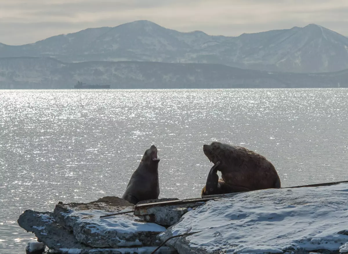 Kuyendera Zisindikizo za Kamchatka 3362_8