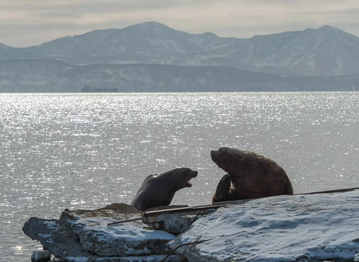 Kamchatka zigilu eassadikoak bisitatzen 3362_9