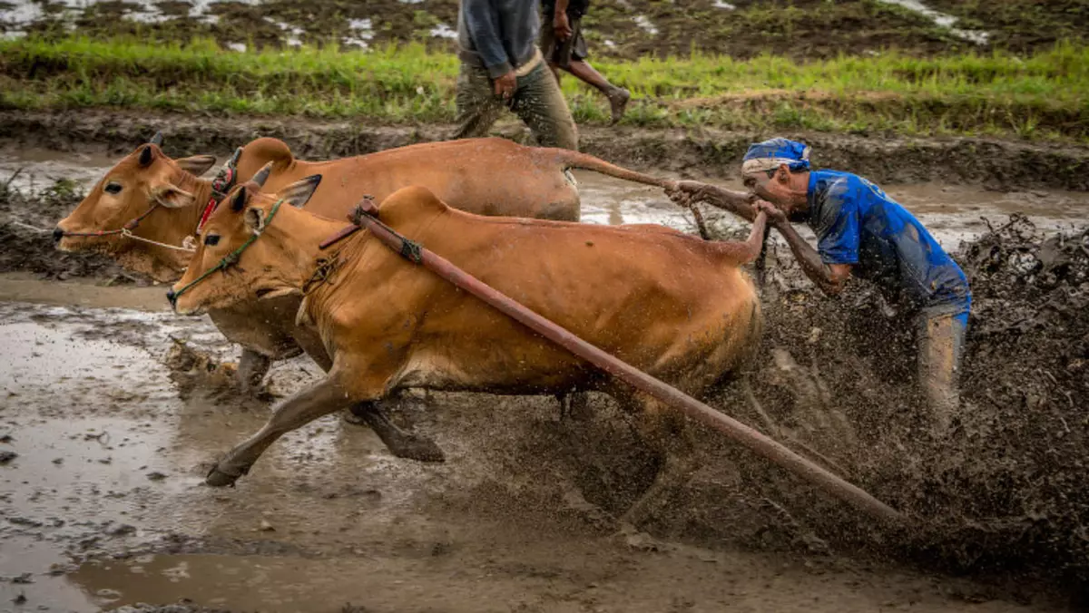 Racing on bulls in Indonesia 3563_1