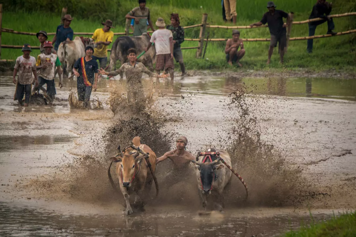 Racing on bulls in Indonesia 3563_10