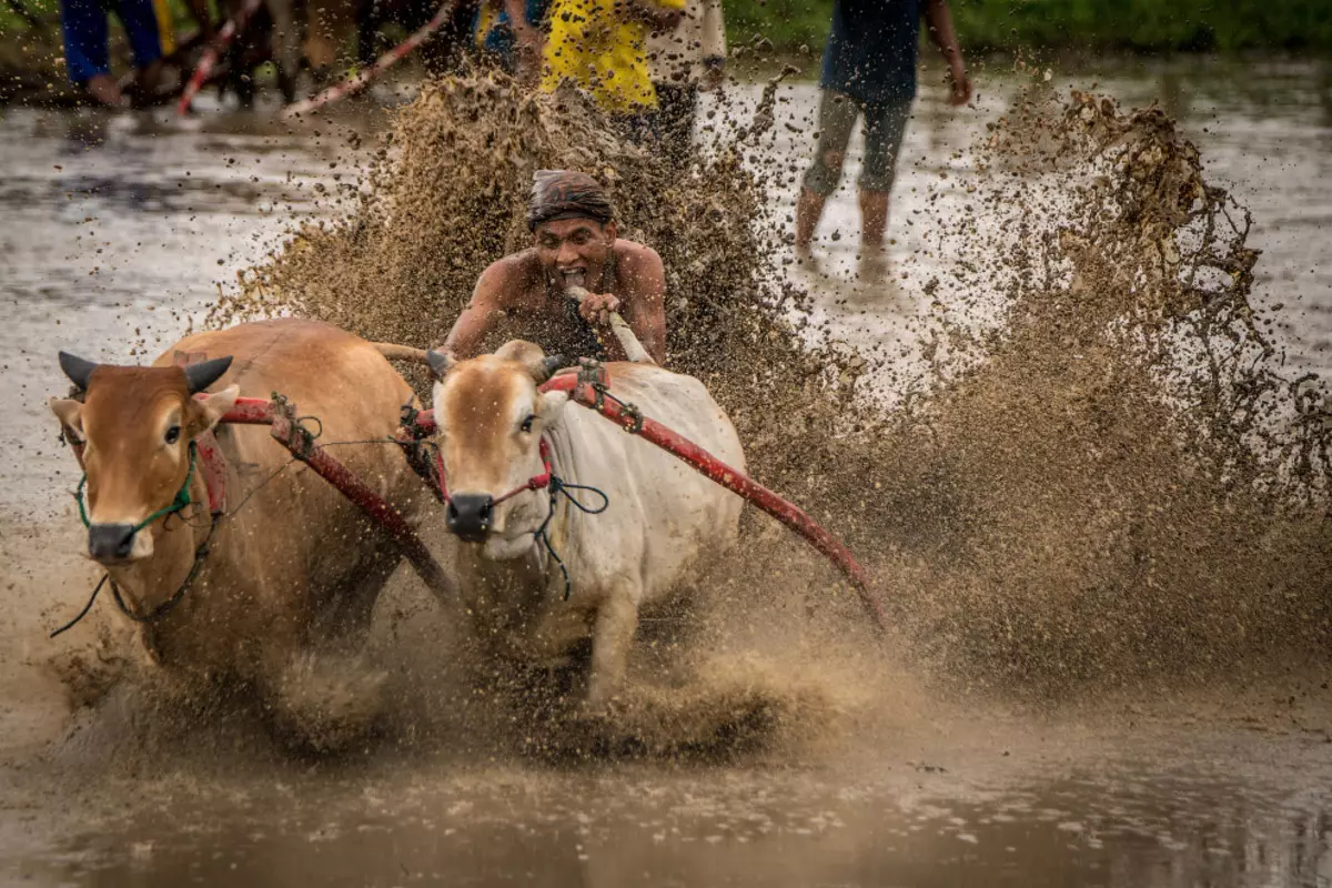 Racing on bulls in Indonesia 3563_11