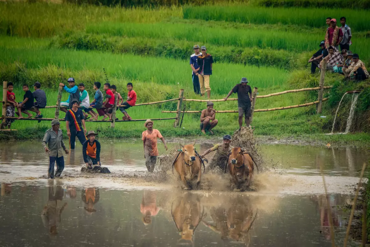 အင်ဒိုနီးရှားရှိနွားများအပေါ်ပြိုင်ကား 3563_13