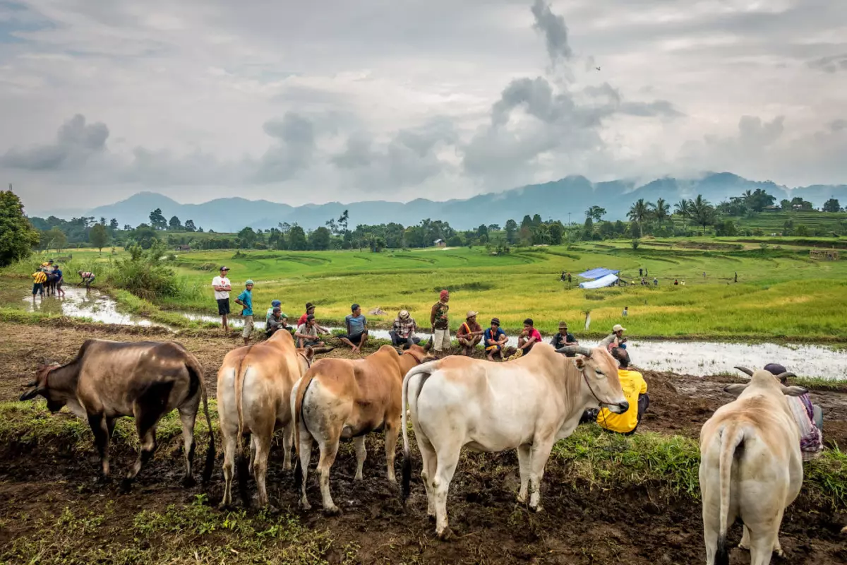 Racing on bulls in Indonesia 3563_15