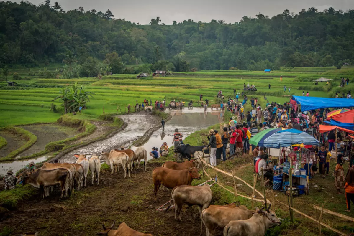 အင်ဒိုနီးရှားရှိနွားများအပေါ်ပြိုင်ကား 3563_2