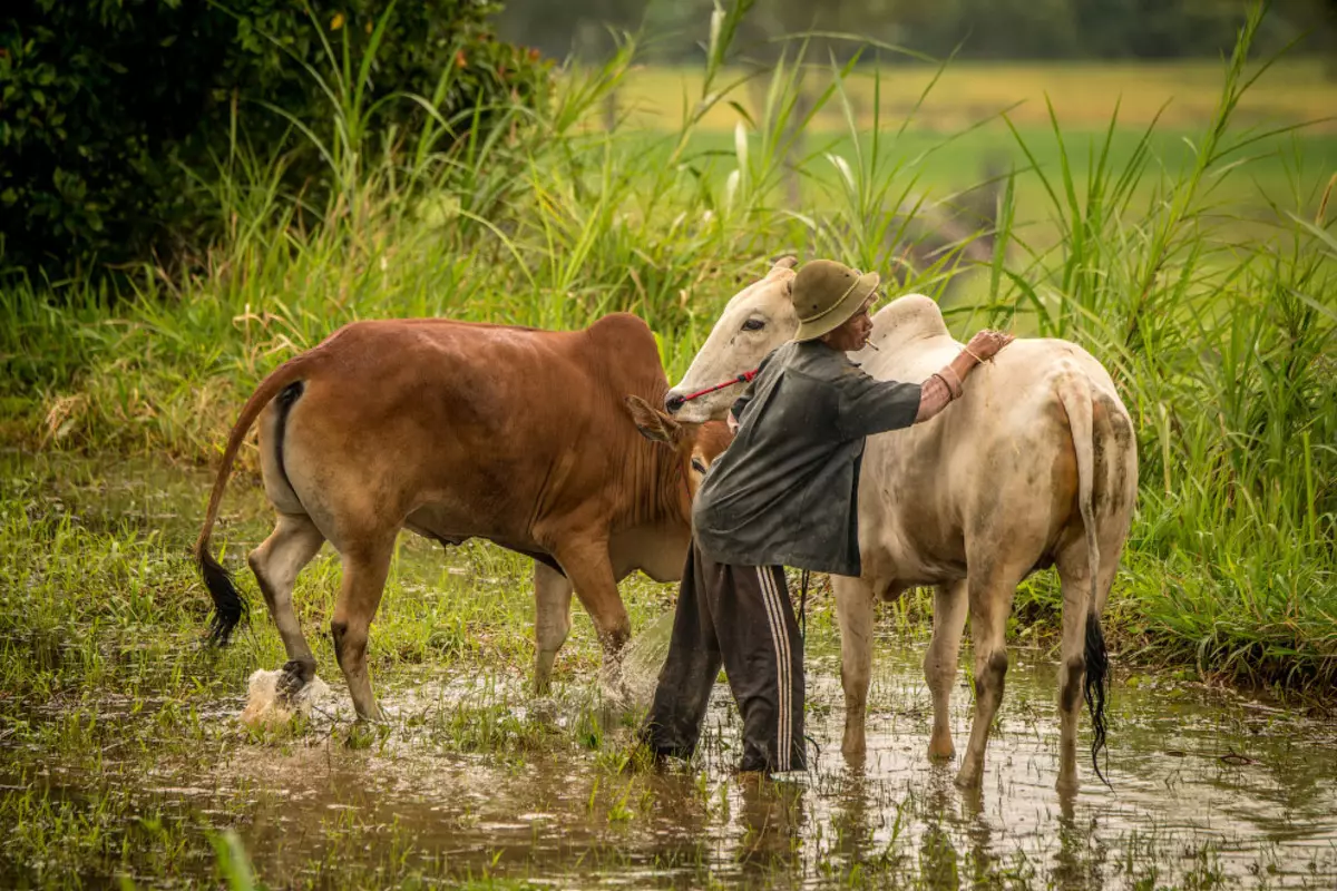 အင်ဒိုနီးရှားရှိနွားများအပေါ်ပြိုင်ကား 3563_3