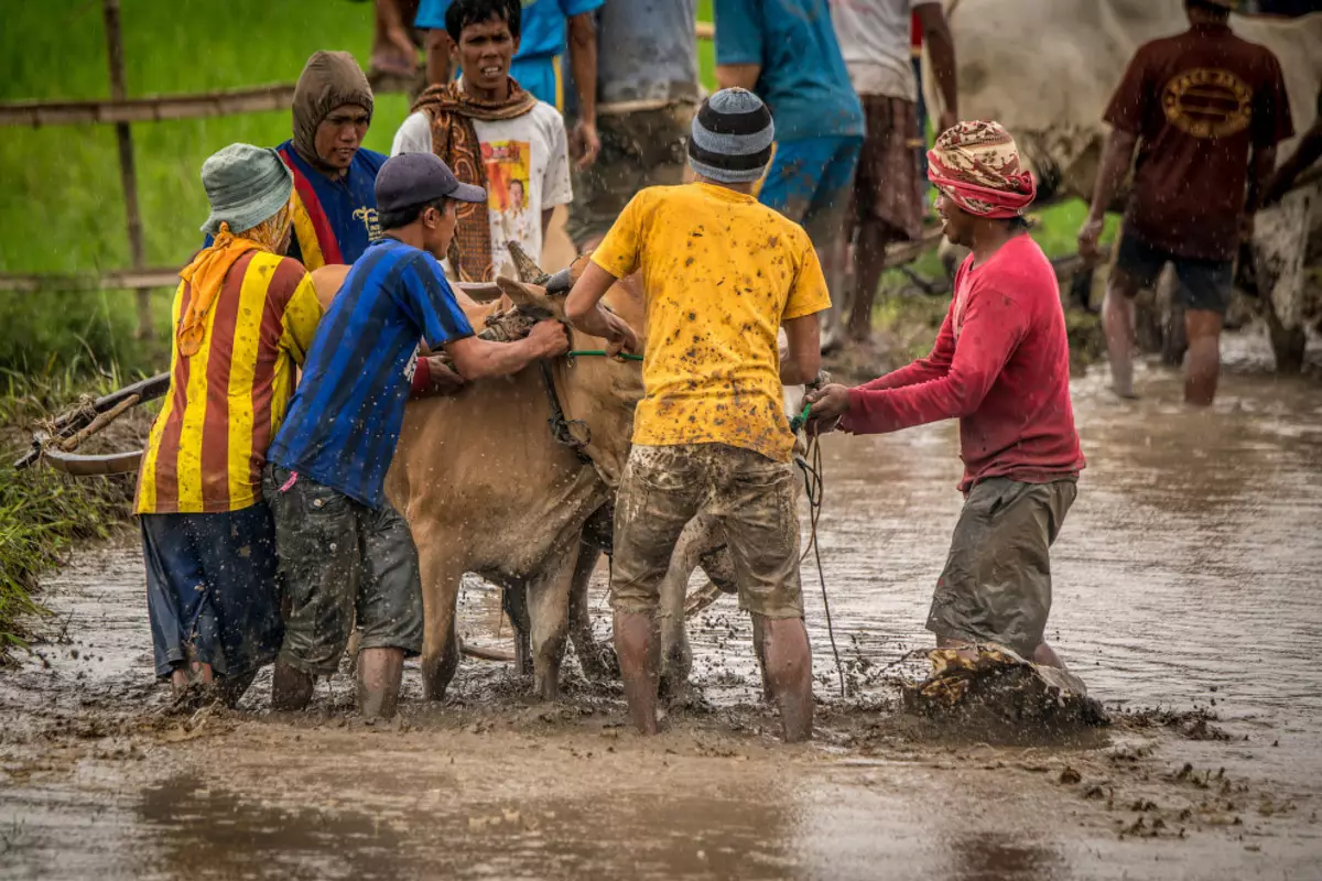 Racing on bulls in Indonesia 3563_4