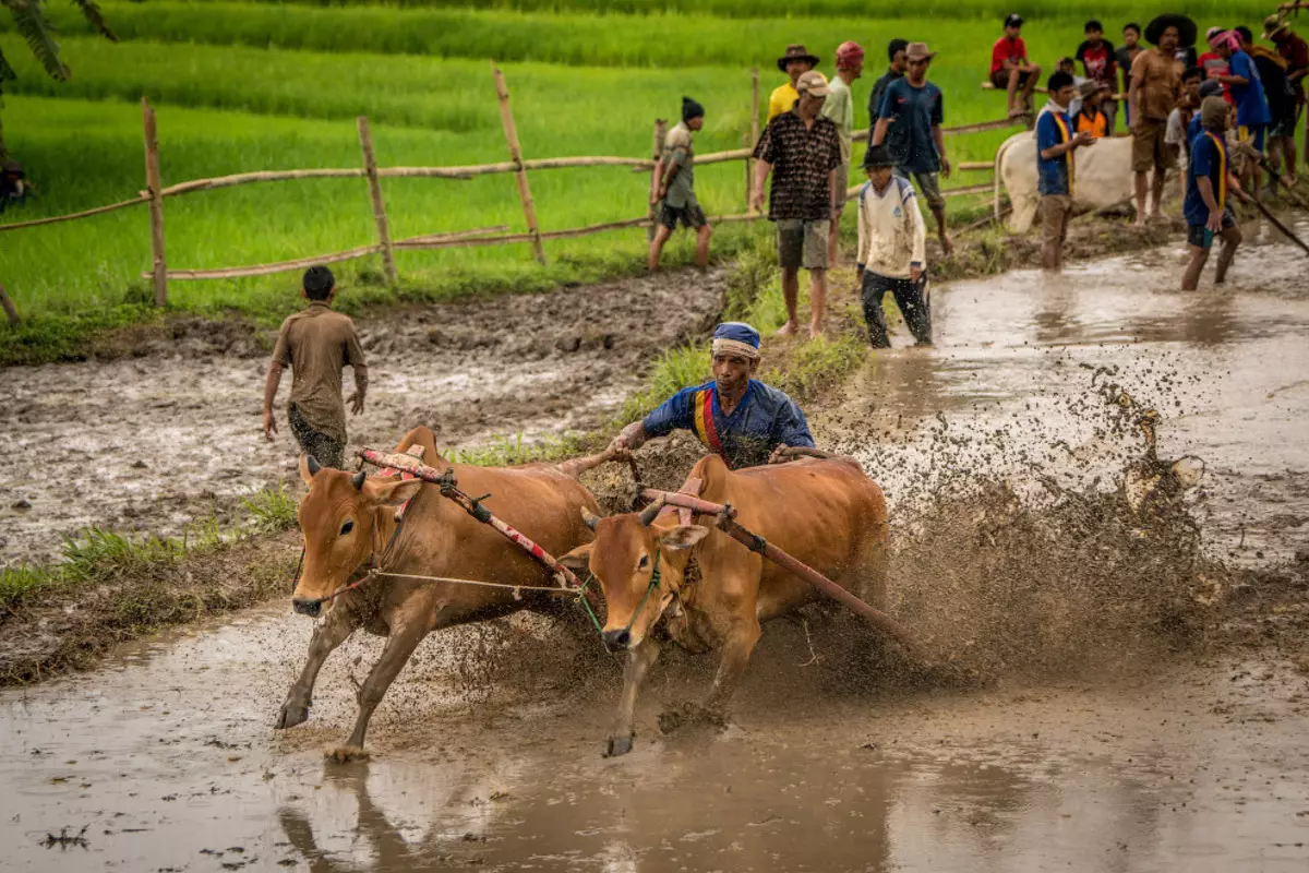 အင်ဒိုနီးရှားရှိနွားများအပေါ်ပြိုင်ကား 3563_6