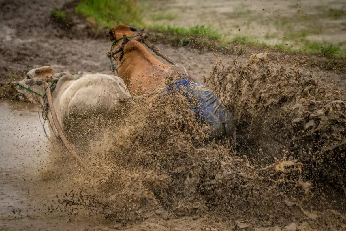 Racing on bulls in Indonesia 3563_8