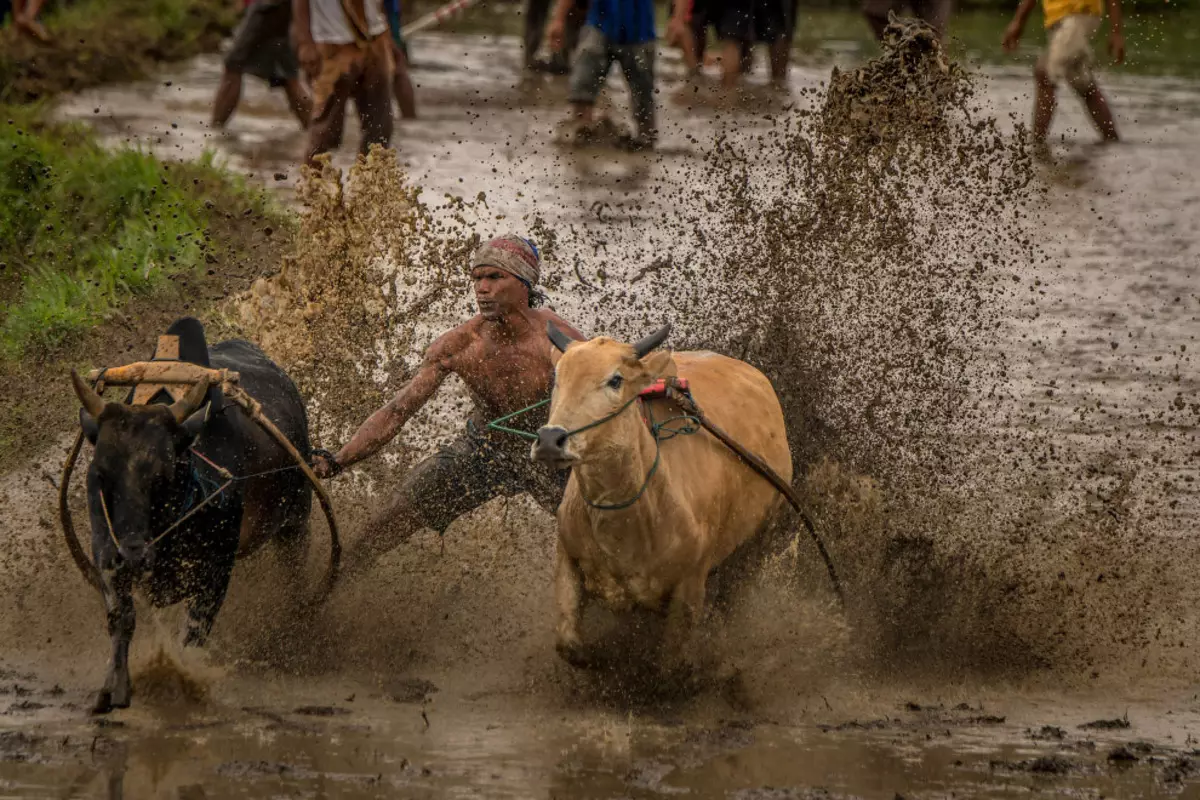 အင်ဒိုနီးရှားရှိနွားများအပေါ်ပြိုင်ကား 3563_9