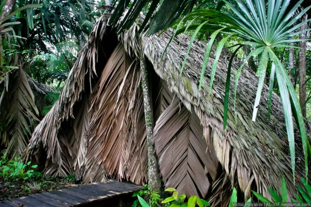 Dans le delta de la rivière Orinoco 5028_11