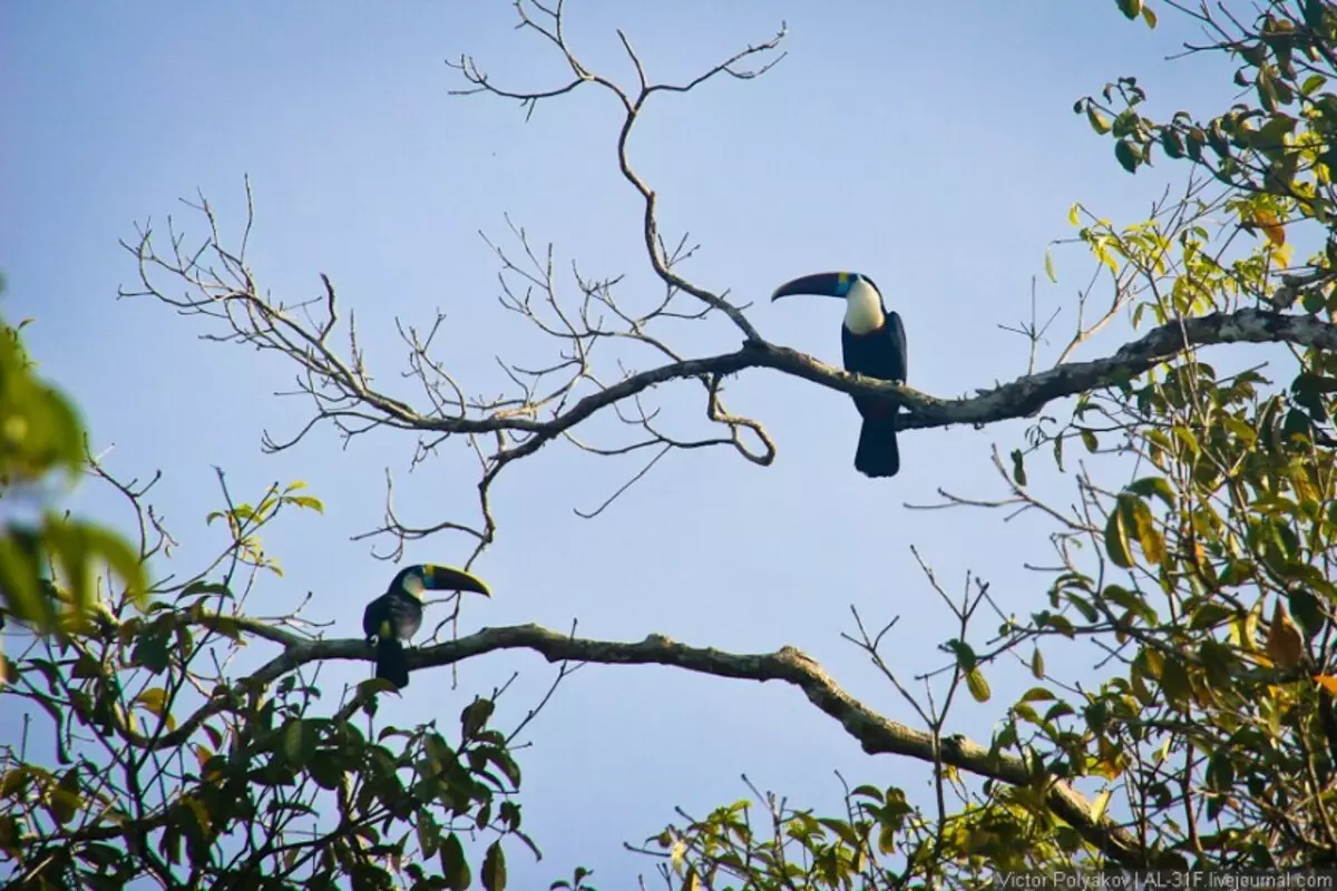 Dans le delta de la rivière Orinoco 5028_13