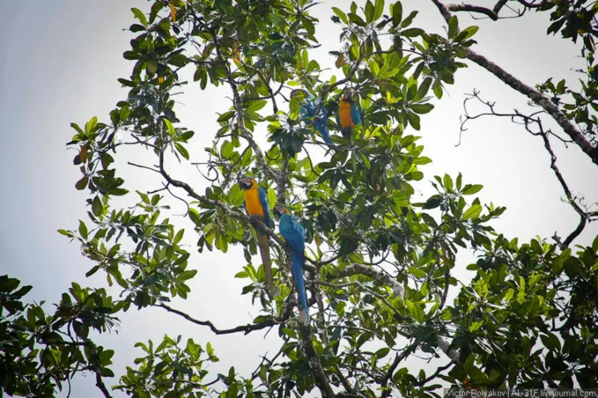 Dans le delta de la rivière Orinoco 5028_15