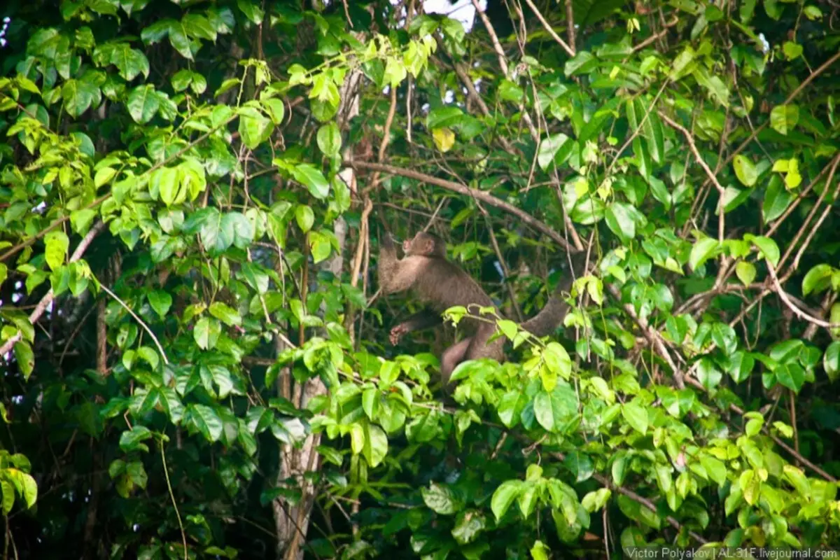 Dans le delta de la rivière Orinoco 5028_16