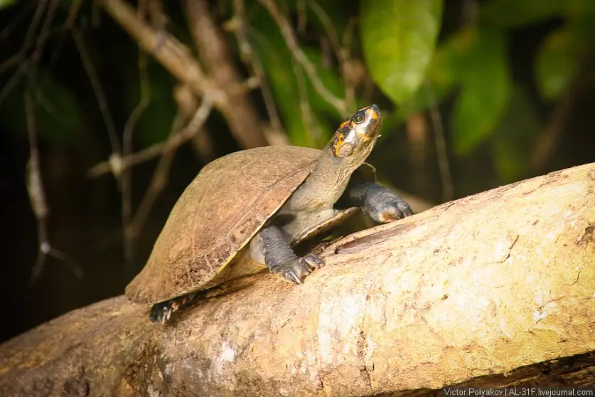 Dans le delta de la rivière Orinoco 5028_18