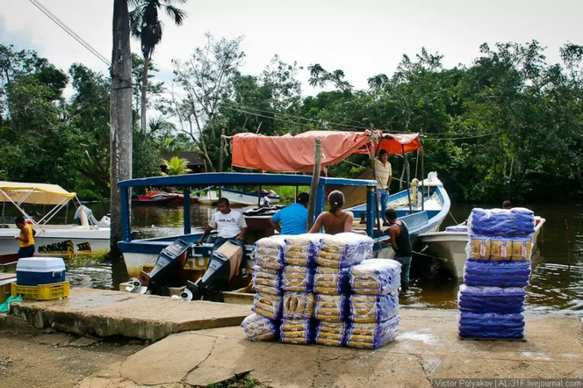 Dans le delta de la rivière Orinoco 5028_3