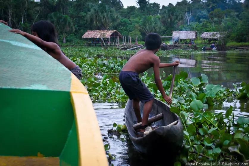 Dans le delta de la rivière Orinoco 5028_35