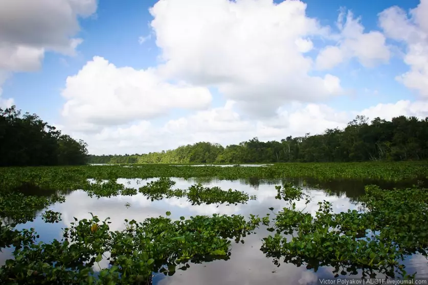 Dans le delta de la rivière Orinoco 5028_37